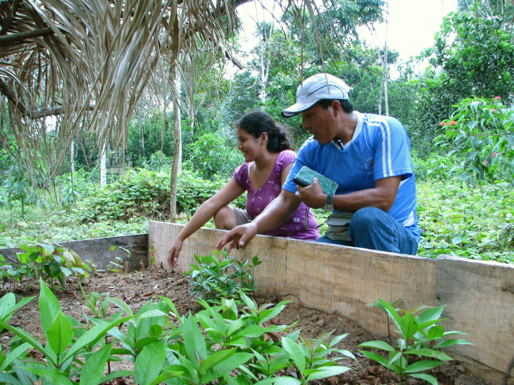 seed germination bed - Amazon Conservation Association