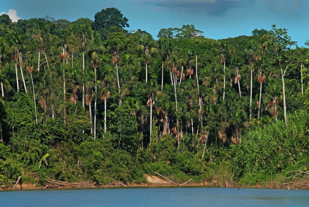 New Forest Protection Project in Peru! - Amazon Conservation Association