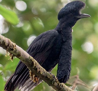 MAAP #102: Saving The Ecuadorian Chocó - Amazon Conservation Association