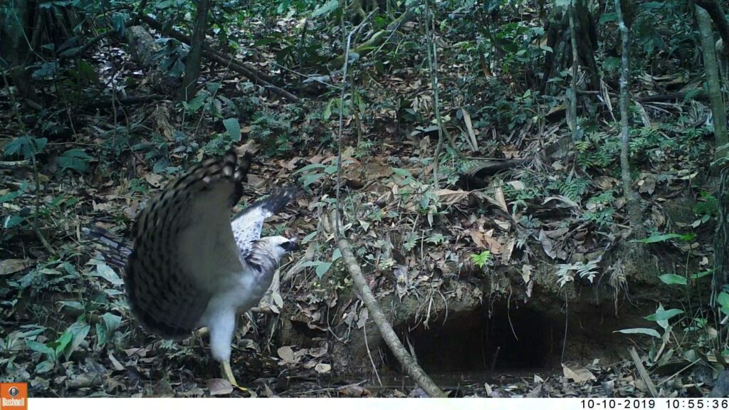 Behind the Camera: A Look at Camera Trap Impacts - Amazon Conservation ...