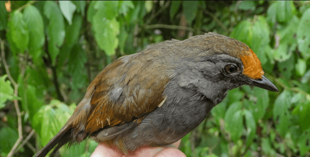 Understanding The Birds Of Tahuamanu - Amazon Conservation Association