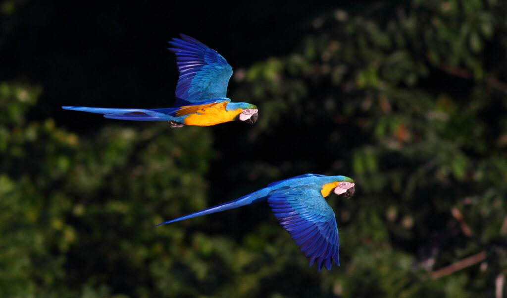 Spotlight: Drew Harper and a Decade of Supporting the Amazon Biome ...