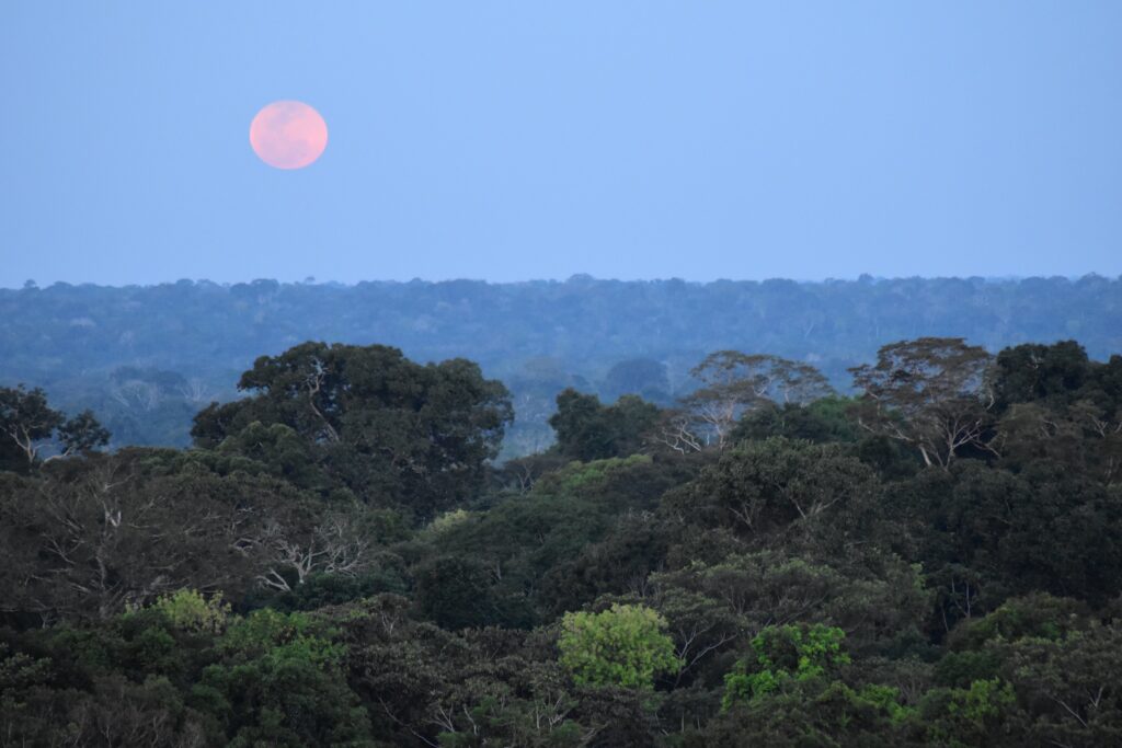Peru Recognizes Los Amigos Conservation Area at 2022 COP15 - Amazon ...