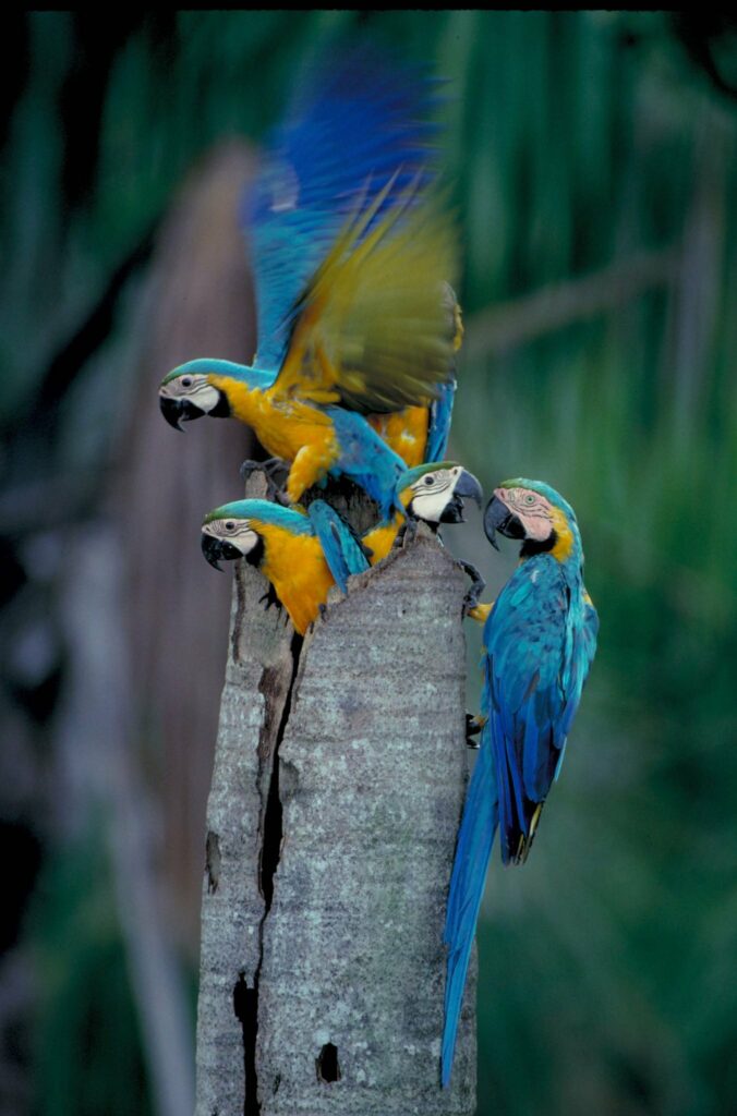 Invest in Our Future this Earth Month - Amazon Conservation Association