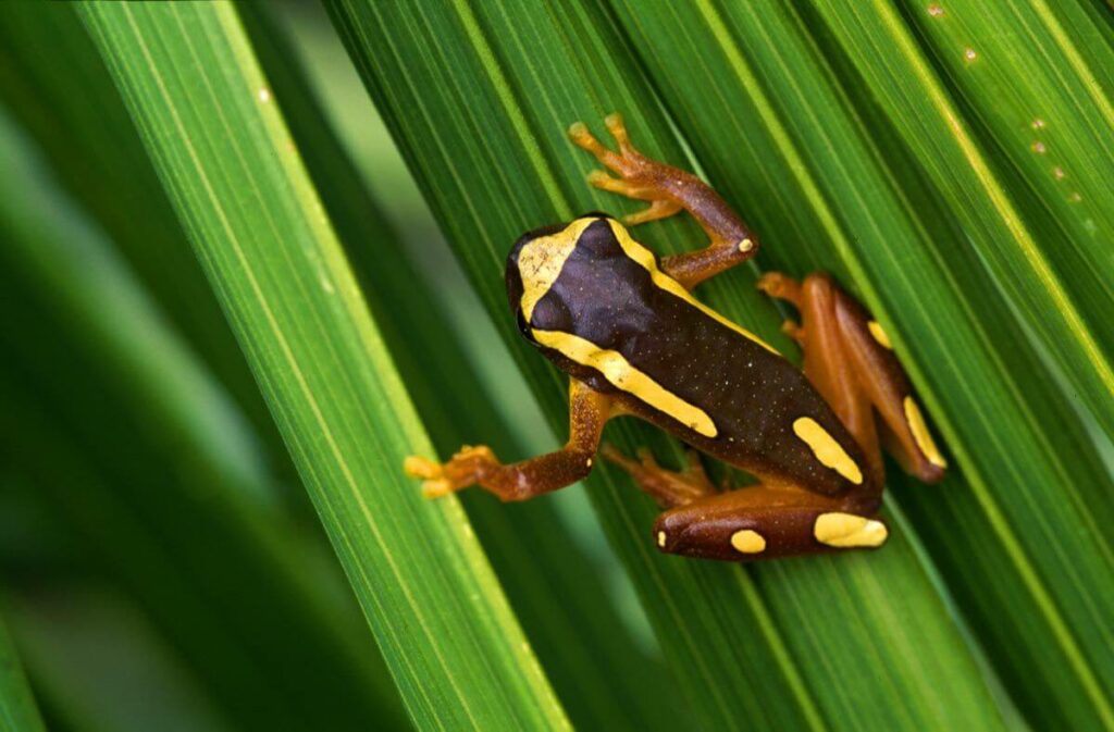 It's International Day for Biodiversity! Learn About the Many Roles of ...