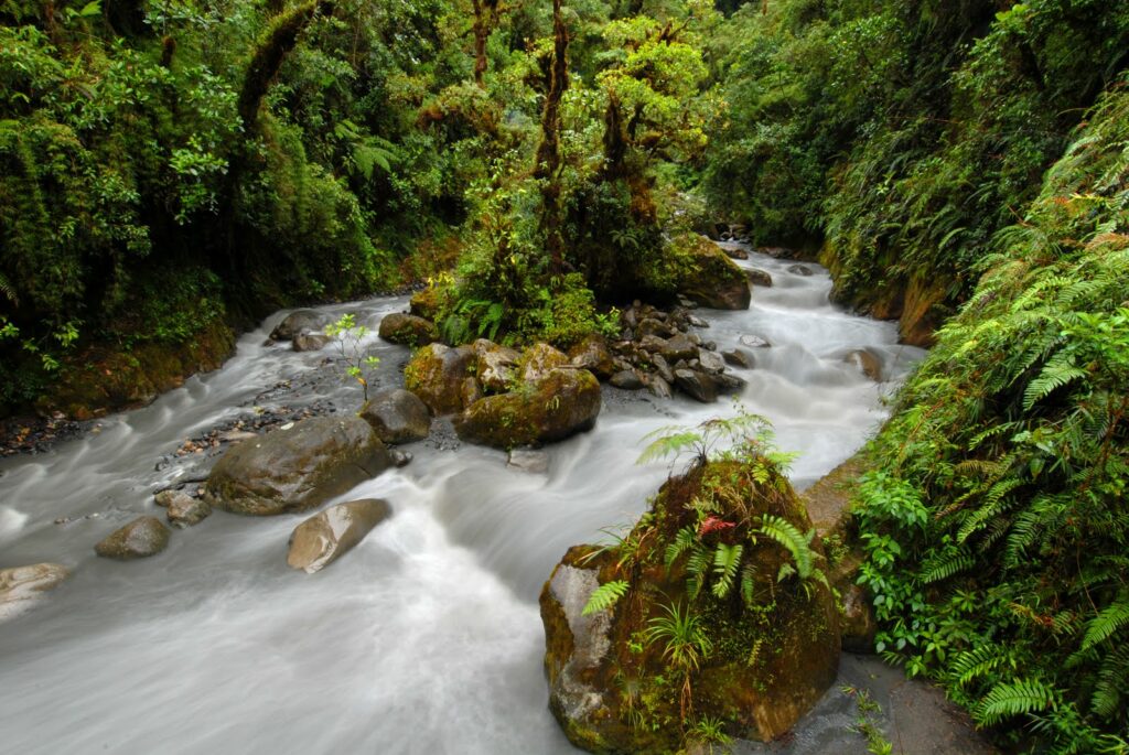 5 Ways to Support Conservation this Summer - Amazon Conservation ...