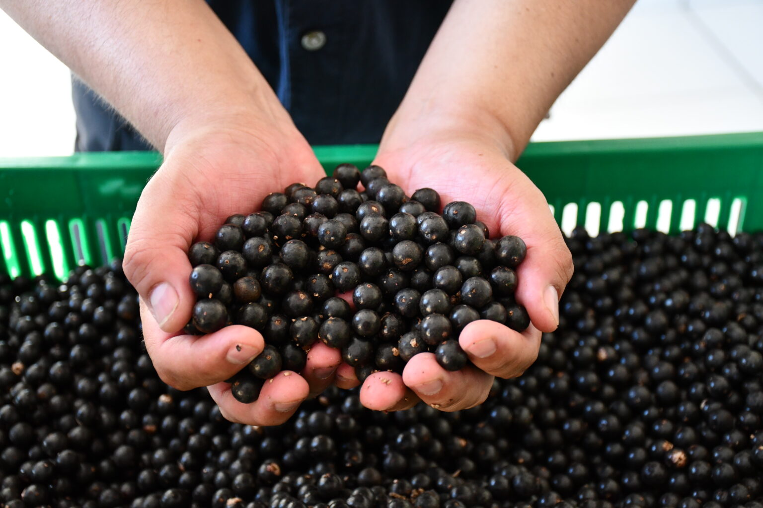 Learn About the Exotic Fruits of the Amazon - Amazon Conservation ...