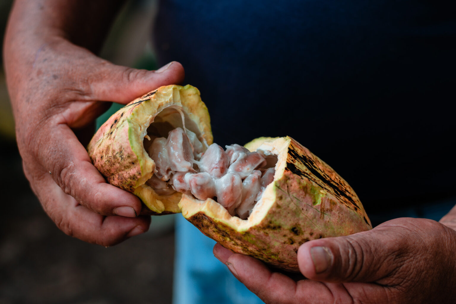 Learn About the Exotic Fruits of the Amazon - Amazon Conservation ...