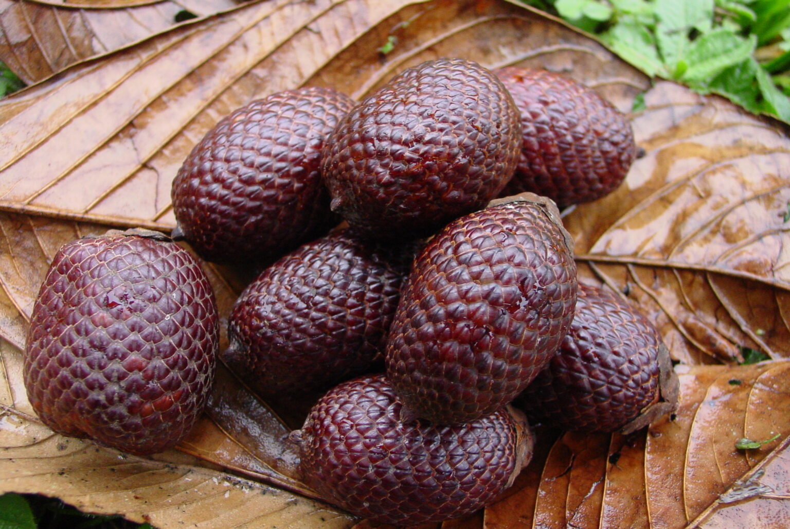 Learn About the Exotic Fruits of the Amazon - Amazon Conservation ...
