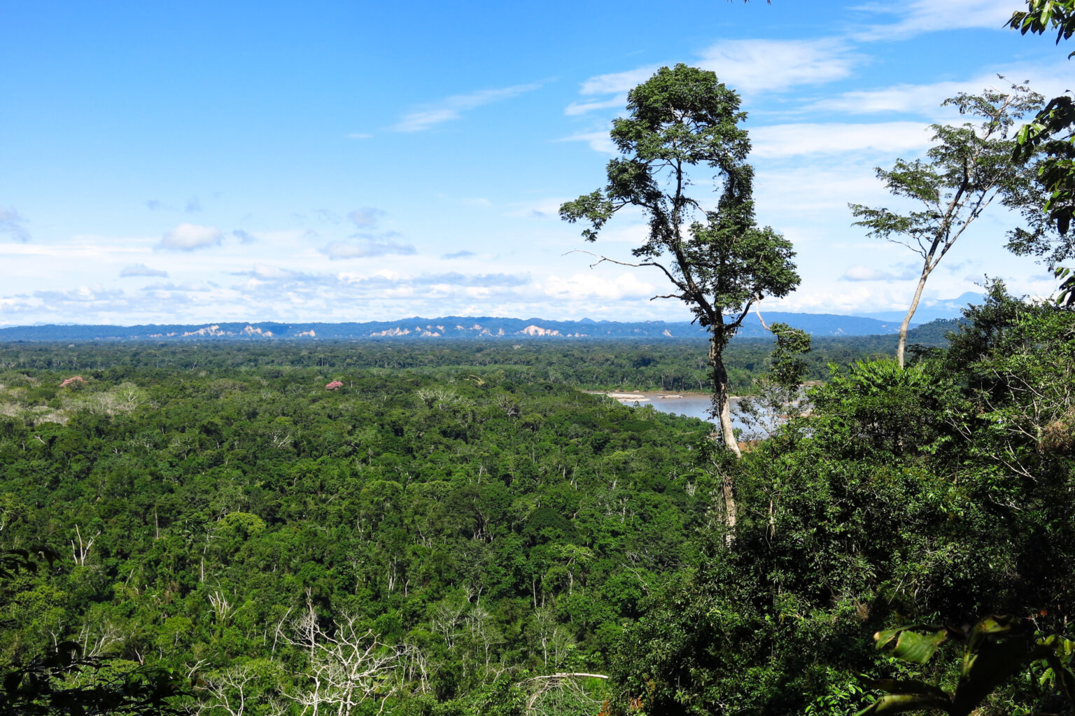 Celebrating 12 years of Conservación Amazónica - ACEAA - Amazon ...