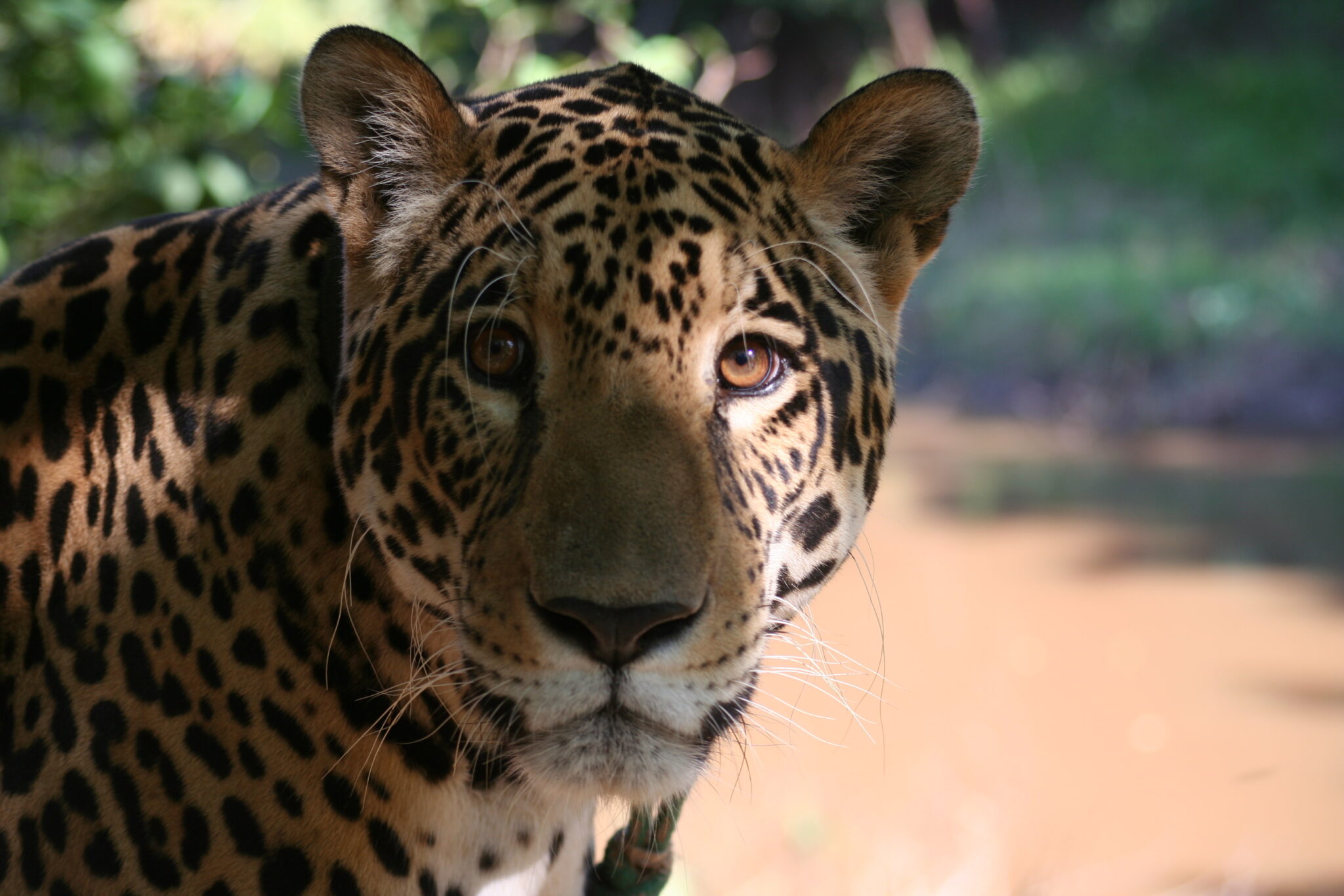 Answering Your Most Frequently Asked Questions - Amazon Conservation ...