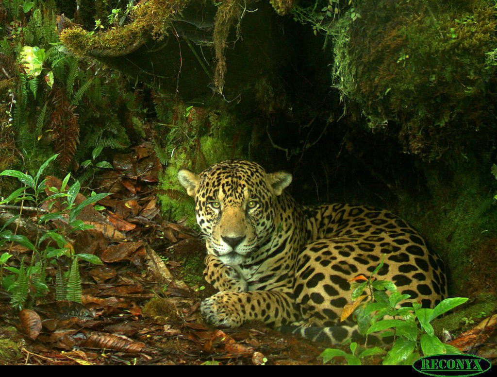Protecting Jaguar Habitats Supports Climate Resilience Across the ...