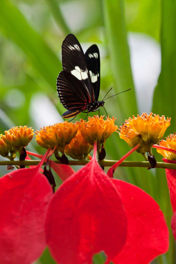 Honor Nature and Support Biodiversity Protection this Earth Month ...