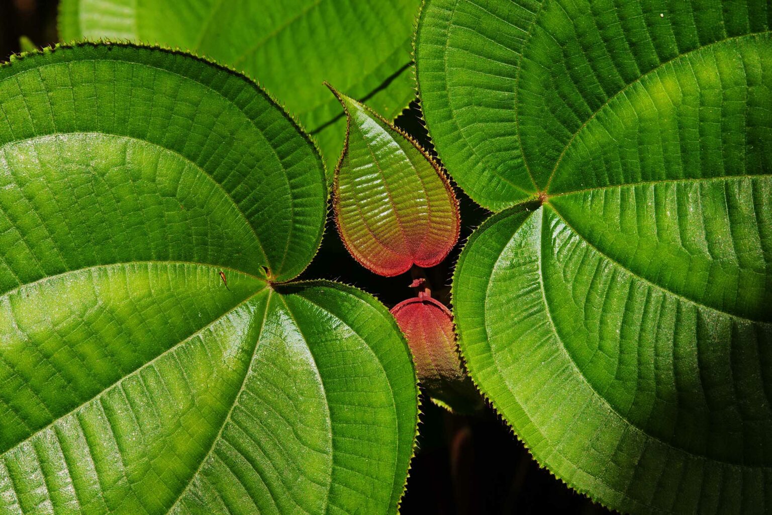 Answering Your Most Frequently Asked Questions - Amazon Conservation ...