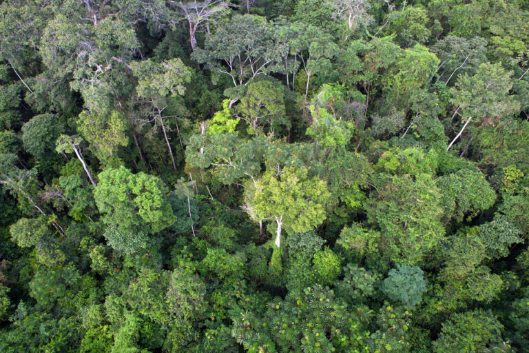 Answering Your Most Frequently Asked Questions - Amazon Conservation ...