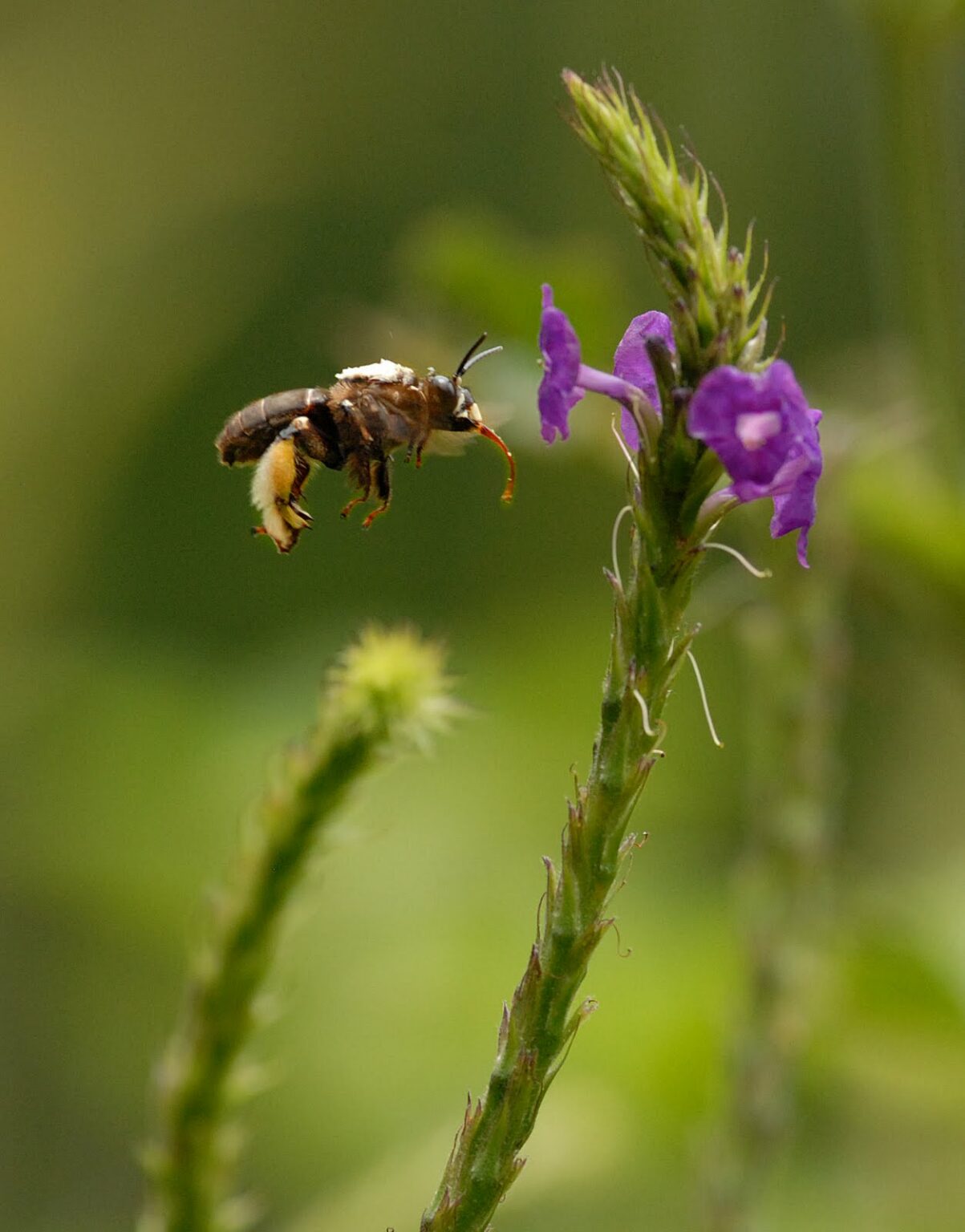 Answering Your Most Frequently Asked Questions - Amazon Conservation ...