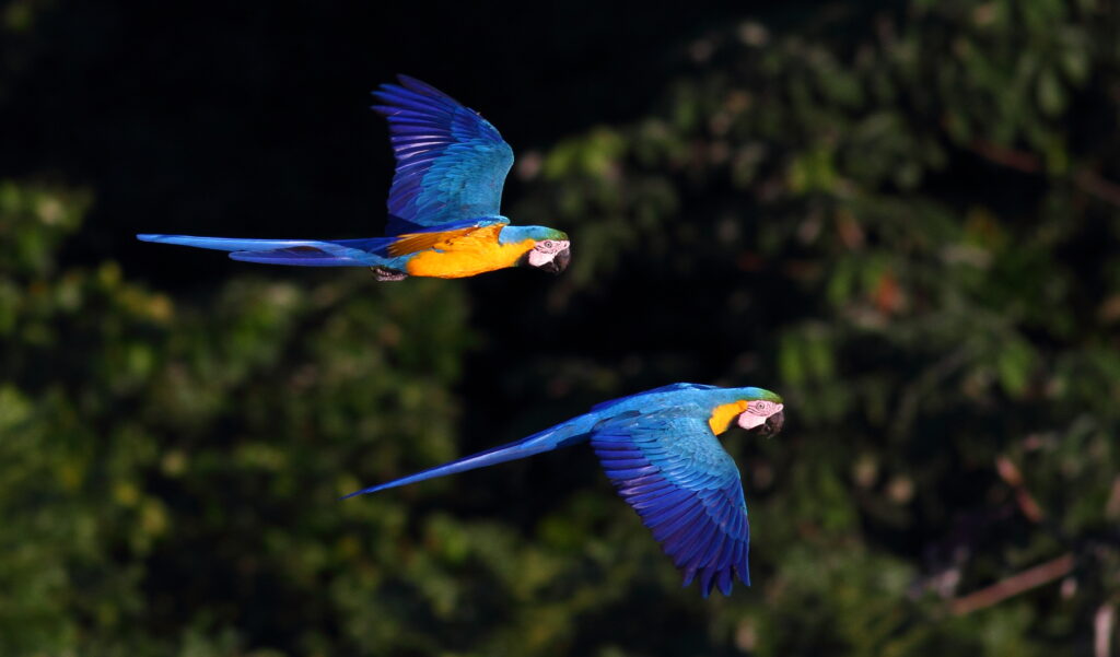 Celebrating International Amazon Rainforest Day in Song - Amazon ...