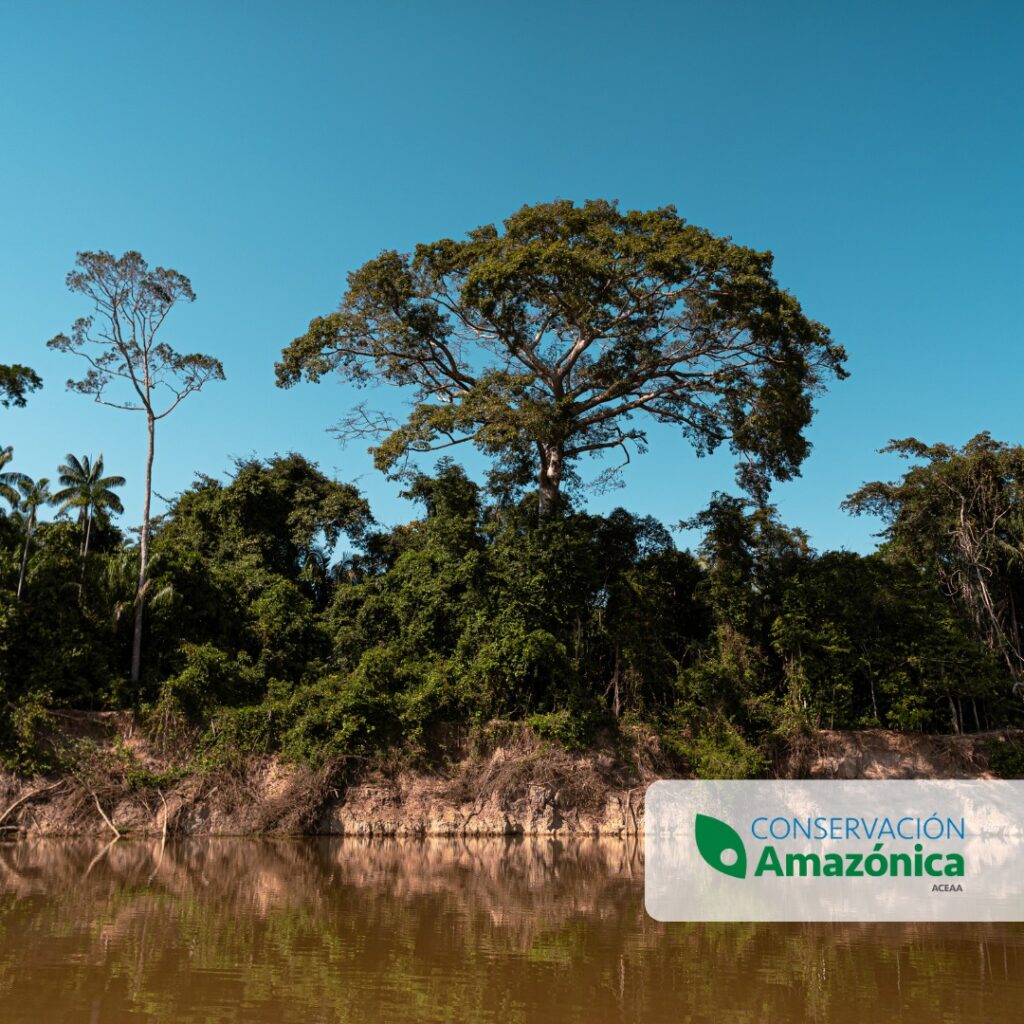 New Conservation Area Established in Bolivia! - Amazon Conservation ...