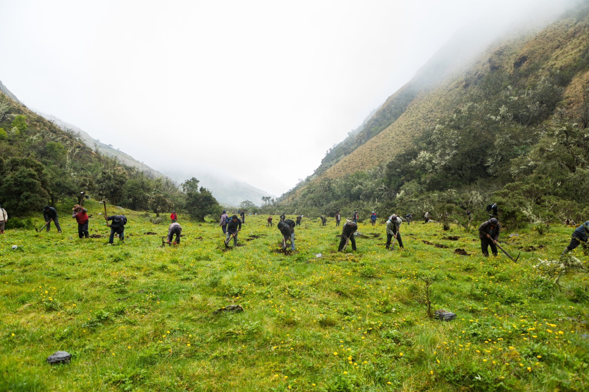 Recent Study Highlights Effective Reforestation Efforts in the Andes - Amazon Conservation ...