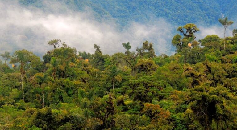 Keeping the Amazon Wild by Protecting Wild Places - Amazon Conservation ...