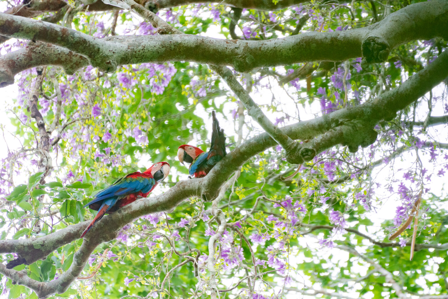 Keeping the Amazon Wild by Protecting Wild Places - Amazon Conservation ...