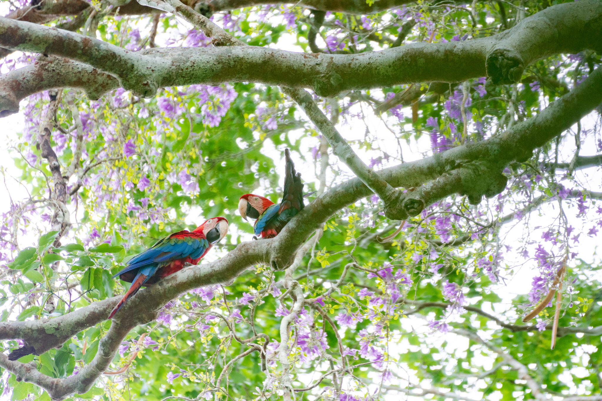 Keeping the Amazon Wild by Protecting Wild Places - Amazon Conservation ...