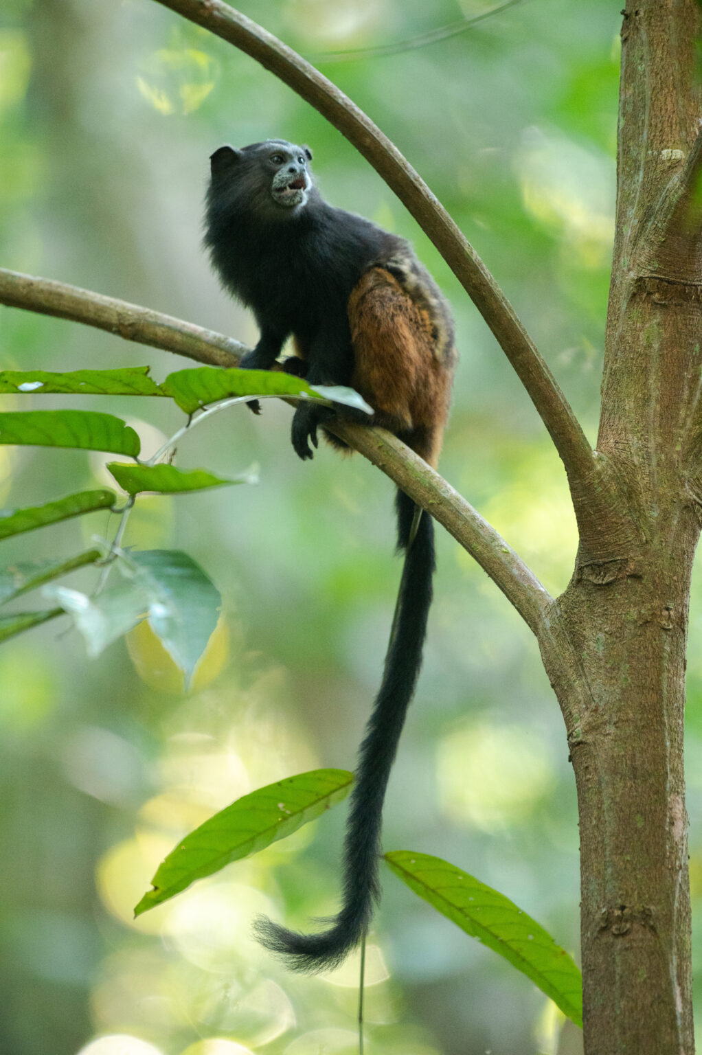 Keeping the Amazon Wild by Protecting Wild Places - Amazon Conservation ...
