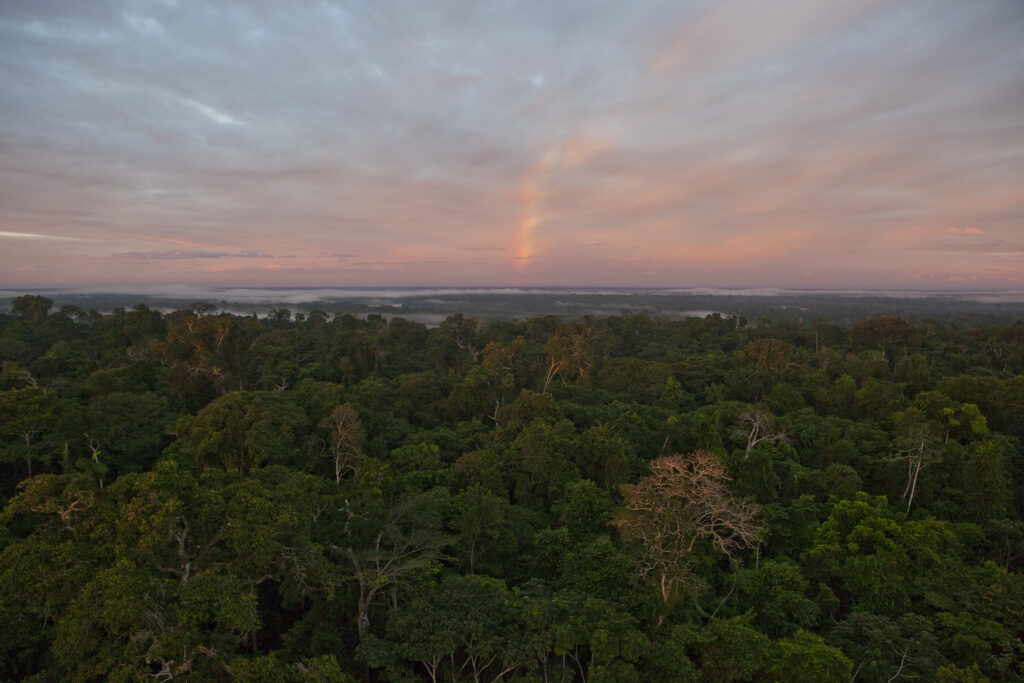 Where It All Began: The Evolution of our Los Amigos Conservation ...