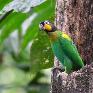 Amazon Conservation | 20 Years of Protecting the Amazon Rainforest
